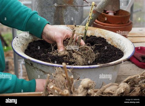 Potting Up Dahlia Tubers In Containers In A Greenhouse To Kick Start