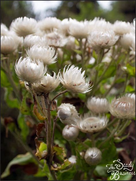 Helichrysum Formosissimum — The Seedy Business
