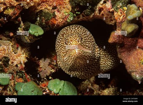 Turkey Moray Gymnothorax Meleagris In Crevice In Reef Vanuatu Stock