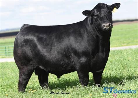 Pvf Surveillance 4129 • Cattle Visions • Premier Multi Breed Online