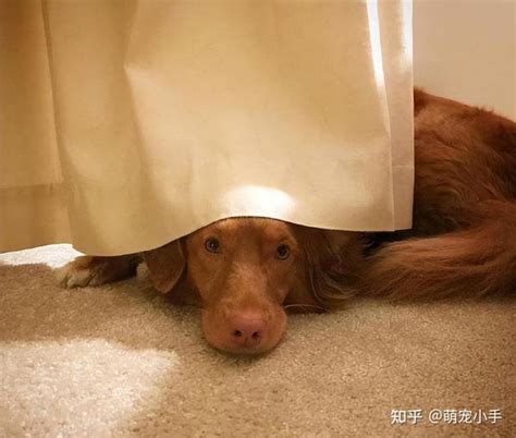 养狗久了才懂，狗狗临死前躲起来，其实有这些原因 知乎