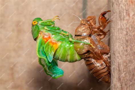 Arthropod Molting