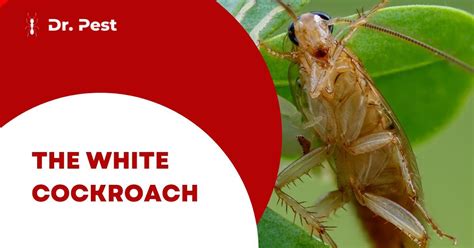 The White Cockroach Identification And Behavior Dr Pest