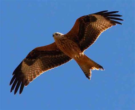 British Birds Of Prey Identification Guides Bird Spot