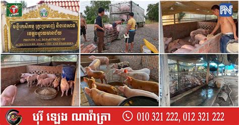 កសិករចិញ្ចឹមមេជ្រូកយកកូនលក់លក្ខណៈគ្រួសារ នៅឃុំអូរប្រាសាទ ស្រុកមង្គលបូរី ខេត្តបន្ទាយមានជ័យ