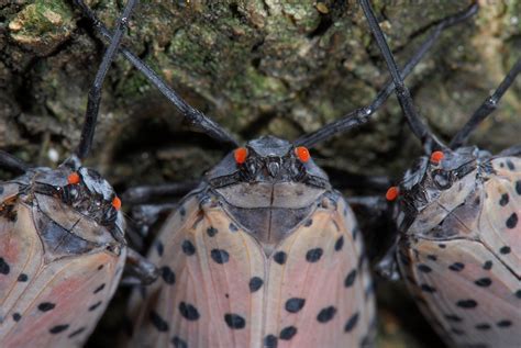 주홍날개꽃매미 Lycorma Delicatula