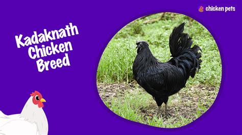 Kadaknath Chicken Breed What Is It Chicken Pets