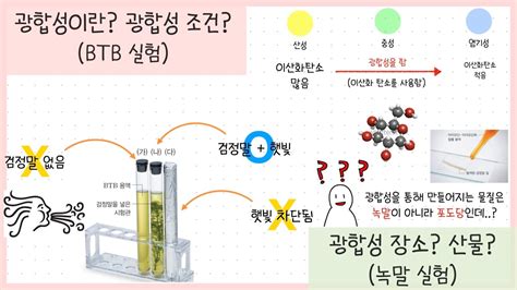 중2 식물과 에너지 1강 광합성┃광합성의 조건┃장소┃광합성 산물 정리하기🌱 Youtube