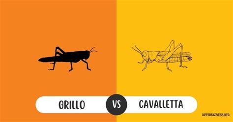 Differenza Tra Grillo E Cavalletta Classificazione Abitudini