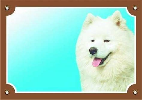 Psi Barevná cedulka Pozor pes Samojed senzakrmiva cz