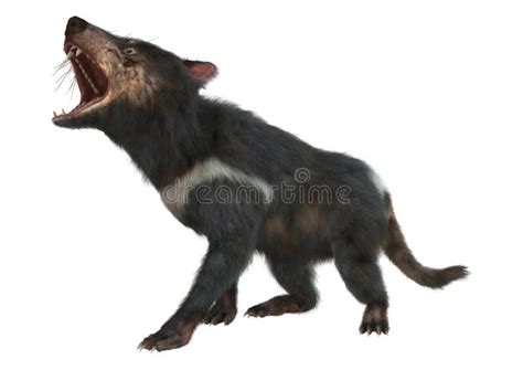 3d Rendering Tasmanian Devil On White Stock Illustration Illustration