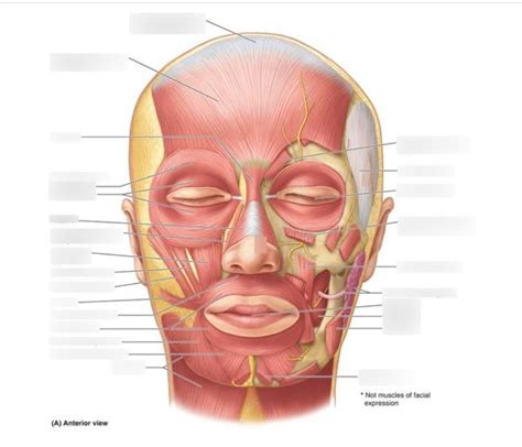 Head And Neck Practical Figure Diagram Quizlet