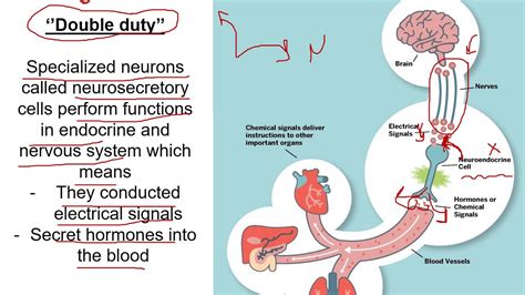 Endocrine System Youtube