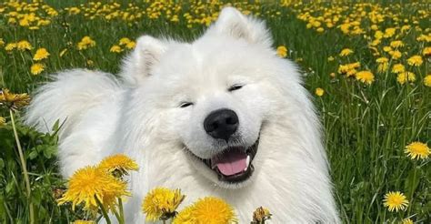 12 Irresistibly Fluffy Dog Breeds Youll Want To Snuggle Immediately