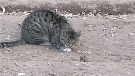 田园狸花猫，会捉老鼠的猫，你认为它们是生态的破坏者吗？ Youtube