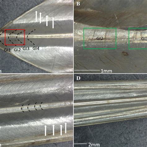 Morphology And Inner Structure Of Squid Gladius Ventral View Of