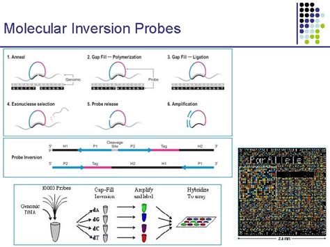 Some New Sequencing Technologies Molecular Inversion Probes Illumina