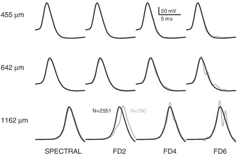 Action Potential At The Apical Dendrite For The Simulations In Figure