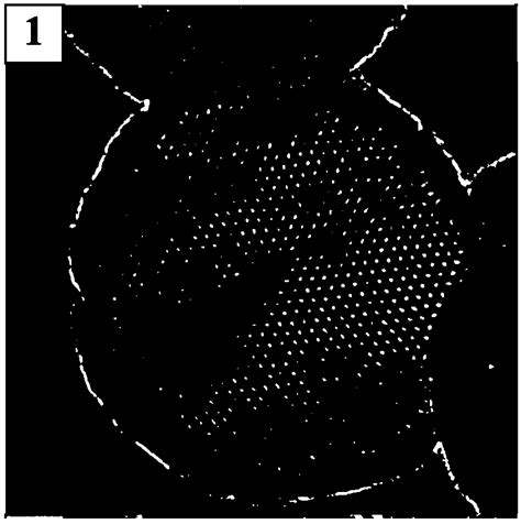 Preparation Method Of Ordered Mesoporous Nano Silica Microspheres