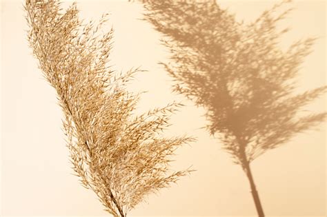 팜파의 마른 대지는 베이지 색 배경에 그림자를 드리닝합니다 흑백 컨셉 평평한 평지 상단 보기 복사 공간 그림자에 대한 스톡 사진