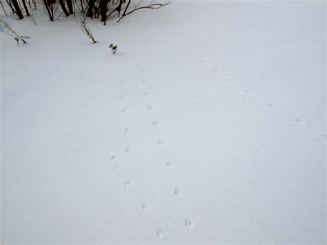 Следы крысы на снегу 48 фото 48 фото