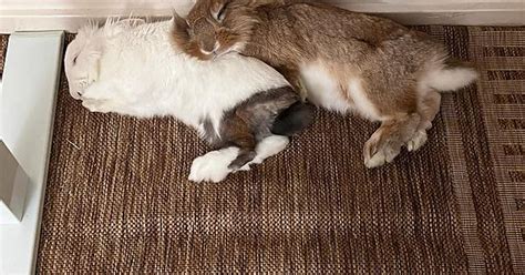 Cuddly Buns Album On Imgur