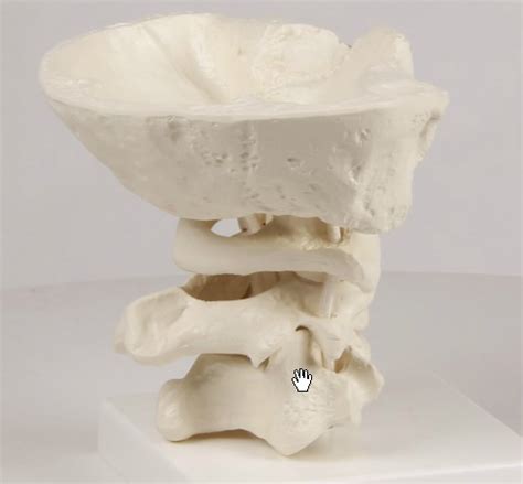Anatomical Model Of The Upper Joints Of The Spine For Targeted