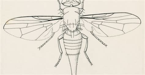 Seeing Death Makes Fruit Flies Age Faster