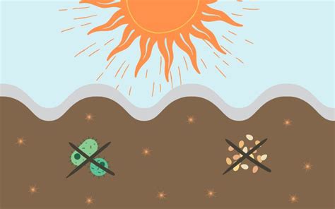 Soil Solarization How To Use Solar Energy To Get Rid Of Disease And Weeds Veggies Grow