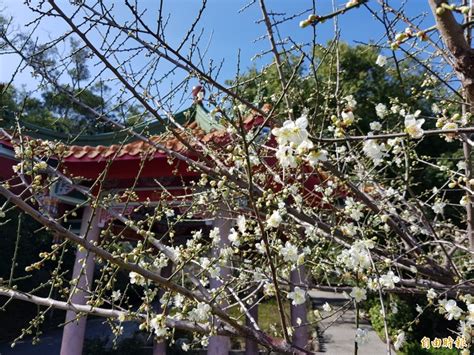 梅花開 苗栗貓裏山公園展新妝 生活 自由時報電子報