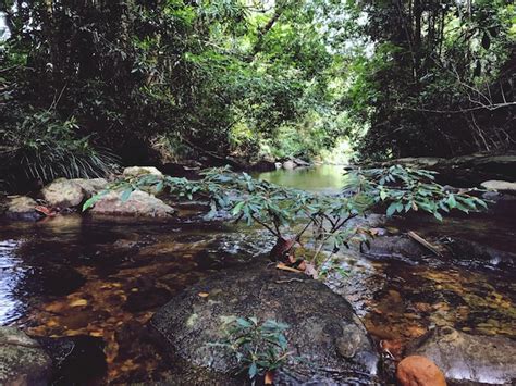 Premium Photo Tree By Water Against Sky