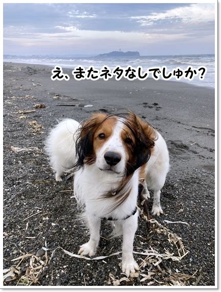 奇跡の1枚？ くろわんこ日記