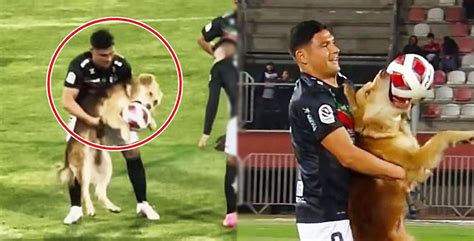 860만 조회 인터넷 난리 난 댕댕이 축구장 습격사건 Kr