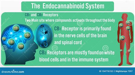 The Endocannabinoid System Background Vector Illustration Stock Vector