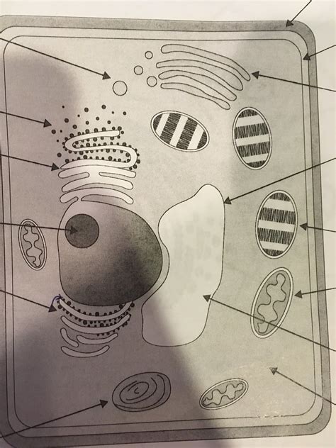 Plant Cell Diagram Quizlet