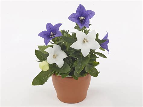 Platycodon Varieties Global Flowers Club
