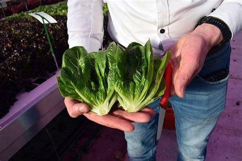 Sla Slablaadjes En Jonge Bladgroenten Groeien In De Mix