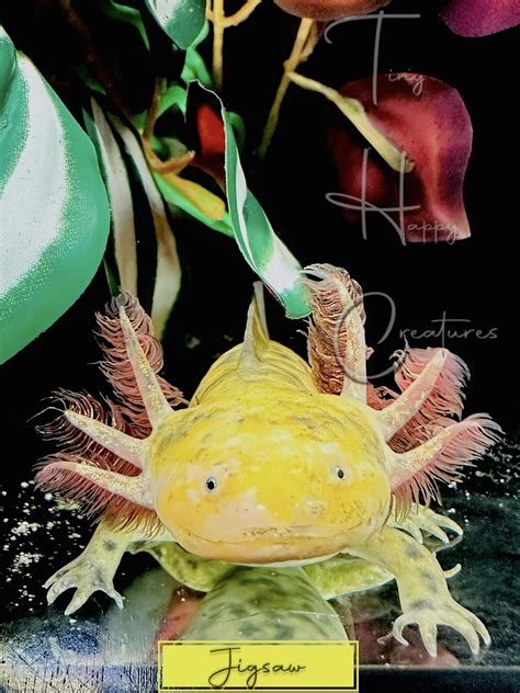 Playing Catch With The Axolotl R Axolotls