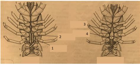 Crayfish Male And Female Diagram Quizlet