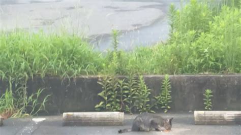 あーやだーやだー 202193金 1821開始 ニコニコ生放送