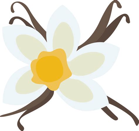 Vanilla Flower Illustration Vector On White Background 13818415 Vector Art At Vecteezy