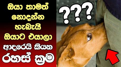 බව්වෝ අපිට ආදරෙයි කියන විදි 07ක් L බව්වොන්ට ආදරේ අයට විශේෂයි 🥰 Youtube