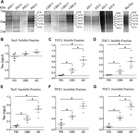Immunochemical Analysis Of Tau Isoforms Pad Exposure And Download