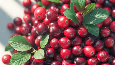Fresh Juicy Cranberries With Green Leaves Close Up Pile Of Red Berries