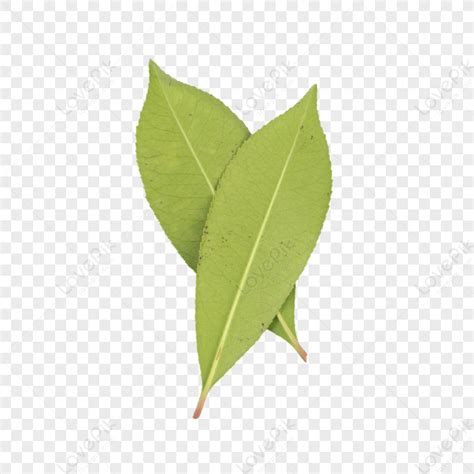 유기 향기로운 원예 녹색 잎초록지구본질적인 Png 일러스트 무료 다운로드 Lovepik