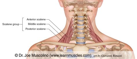 Scalene Muscles Model