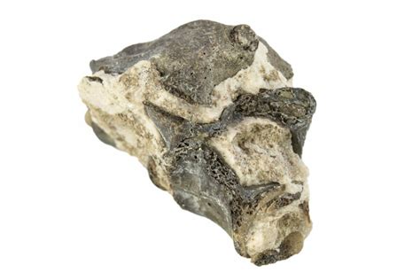 53 Permian Reptile Fossil Vertebrae Oklahoma 261342 For Sale