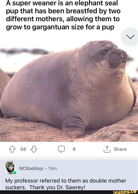 A Super Weaner Is An Elephant Seal Pup That Has Been Breastfed By Two