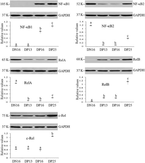 Expression Of Nf κb1 Nf κb2 Rela Relb And C Rel Proteins In The