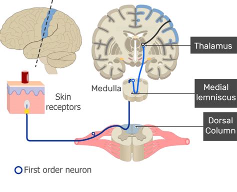Primary Somatosensory Cortex Location And Function Getbodysmart